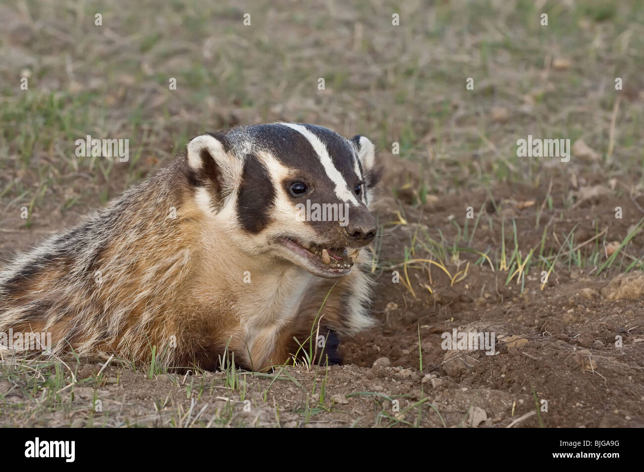 American badger, Taxidea taxus, grassland, North Dakota, USA Stock ...