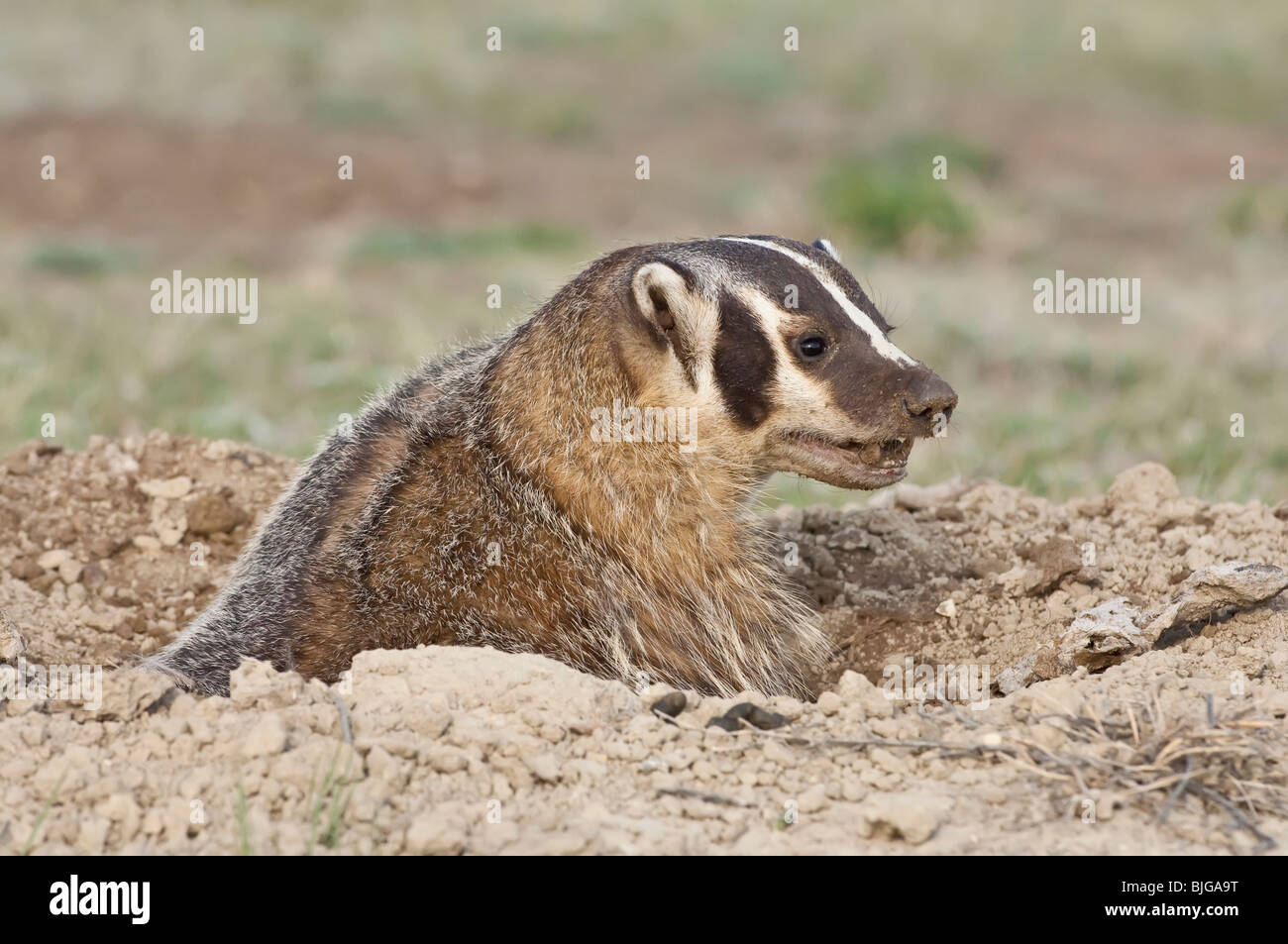 American badger, Taxidea taxus, grassland, North Dakota, USA Stock ...