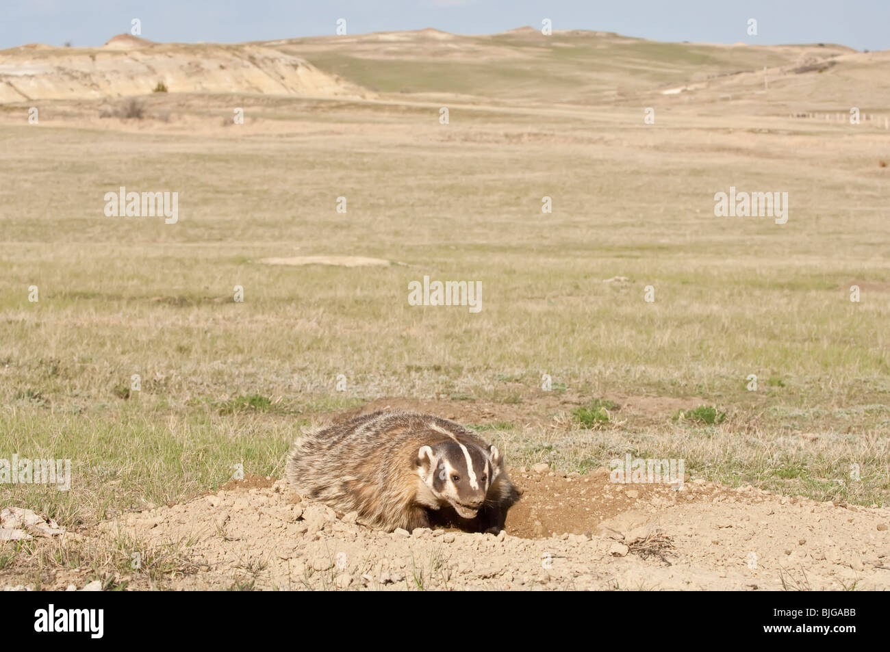 American badger hunting hi-res stock photography and images - Alamy