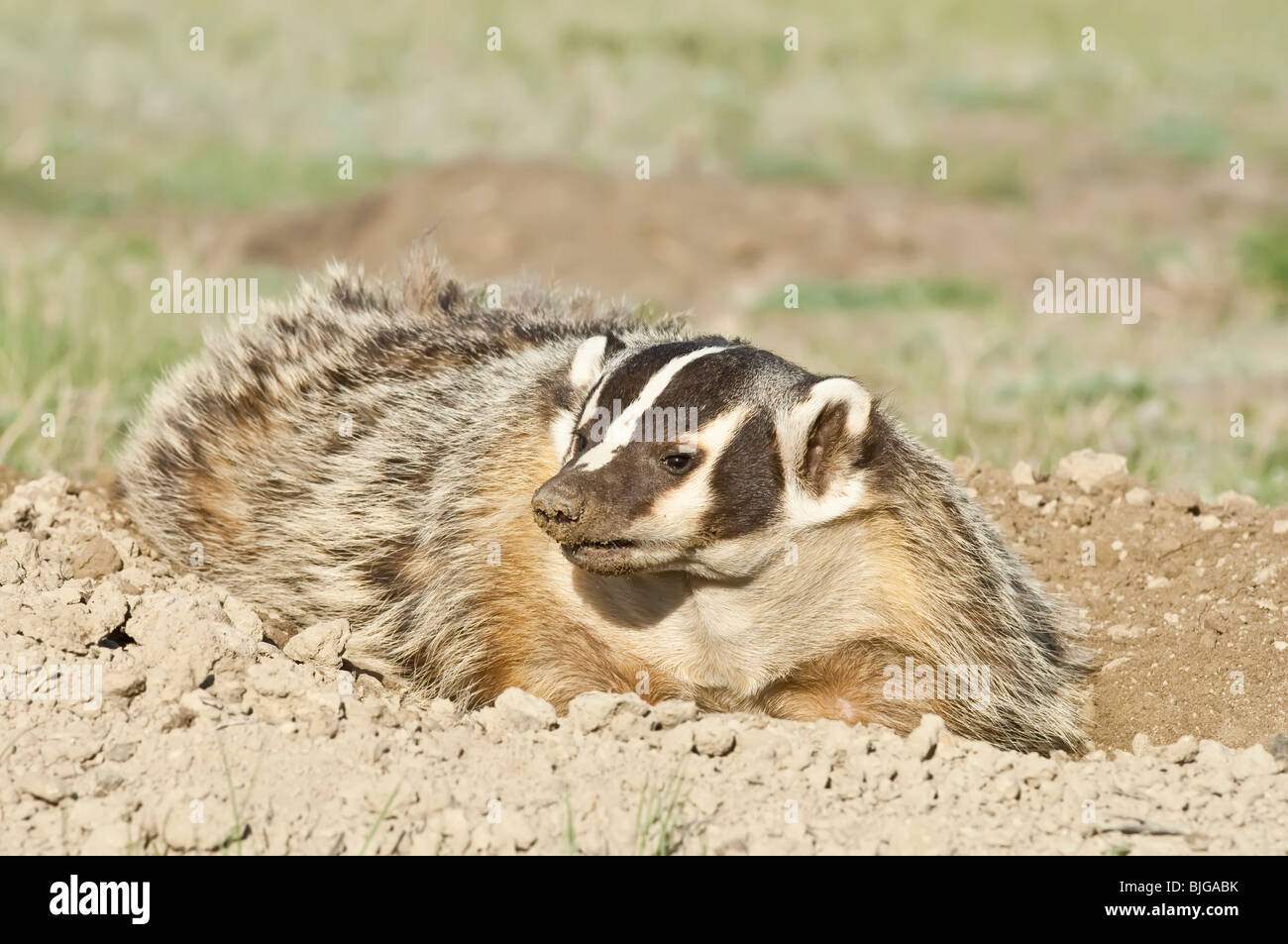 American badger taxidea taxus grassland hi-res stock photography and ...