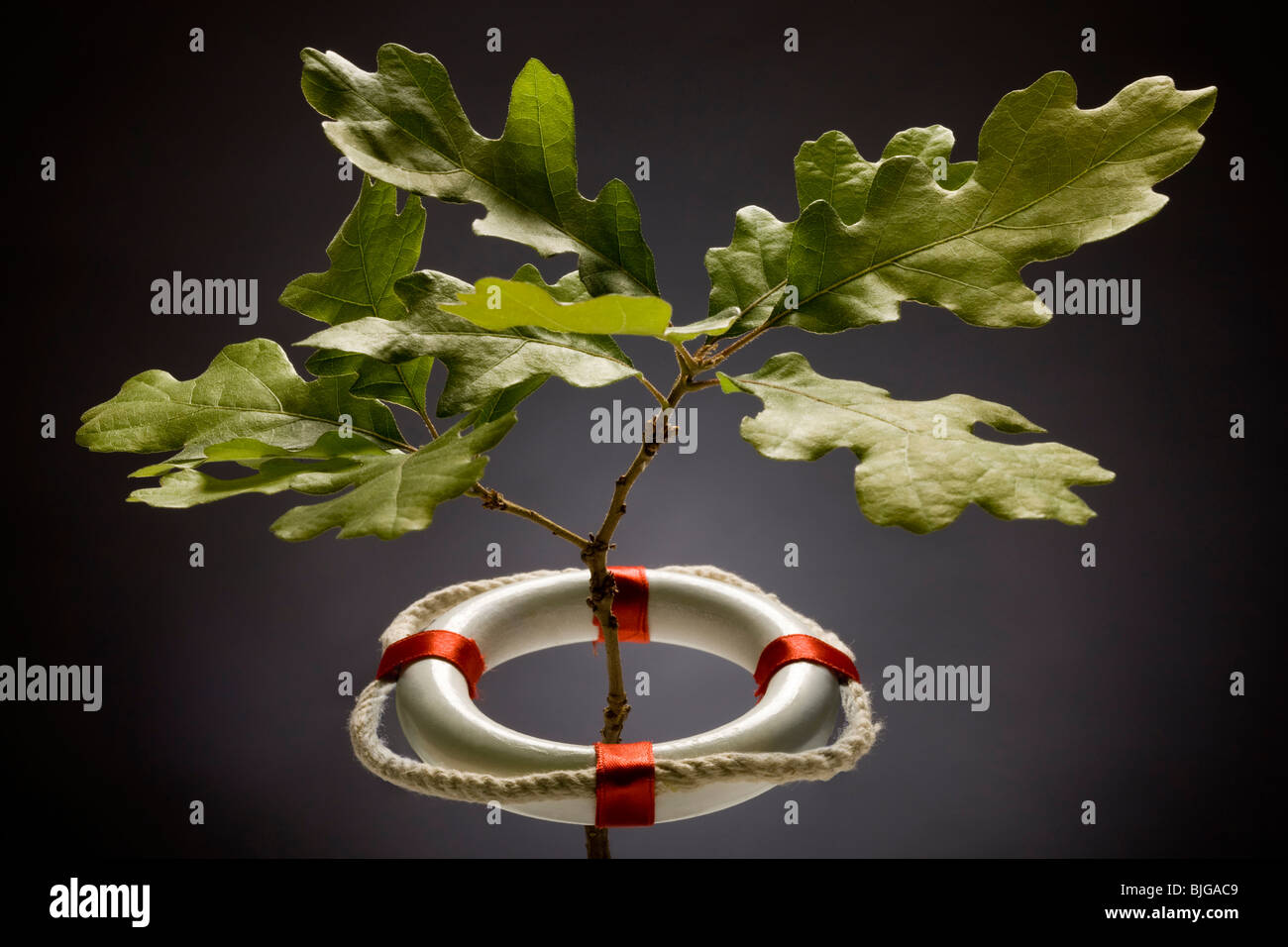 tree in a life preserver Stock Photo - Alamy