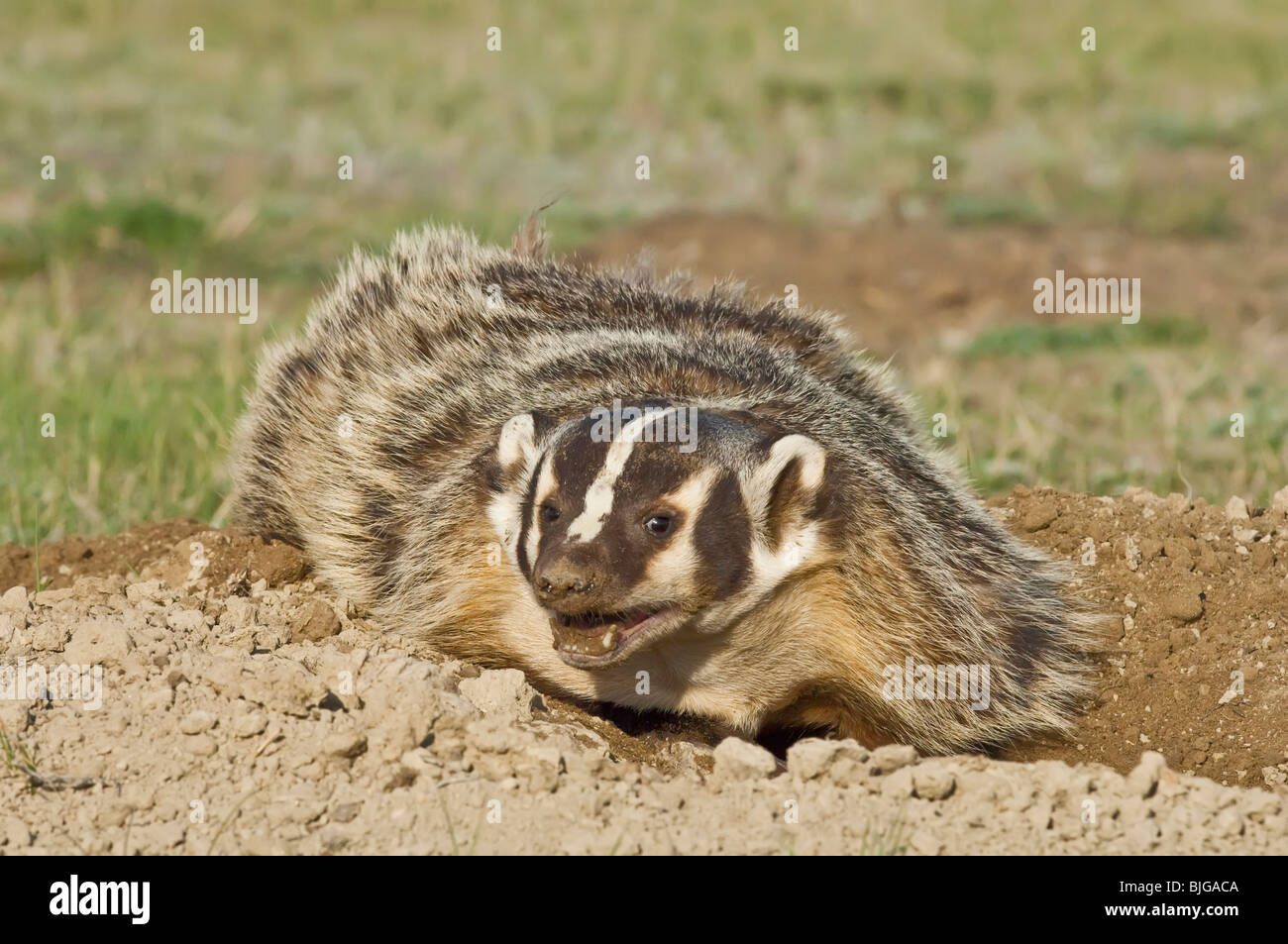 American badger taxidea taxus grassland hi-res stock photography and ...