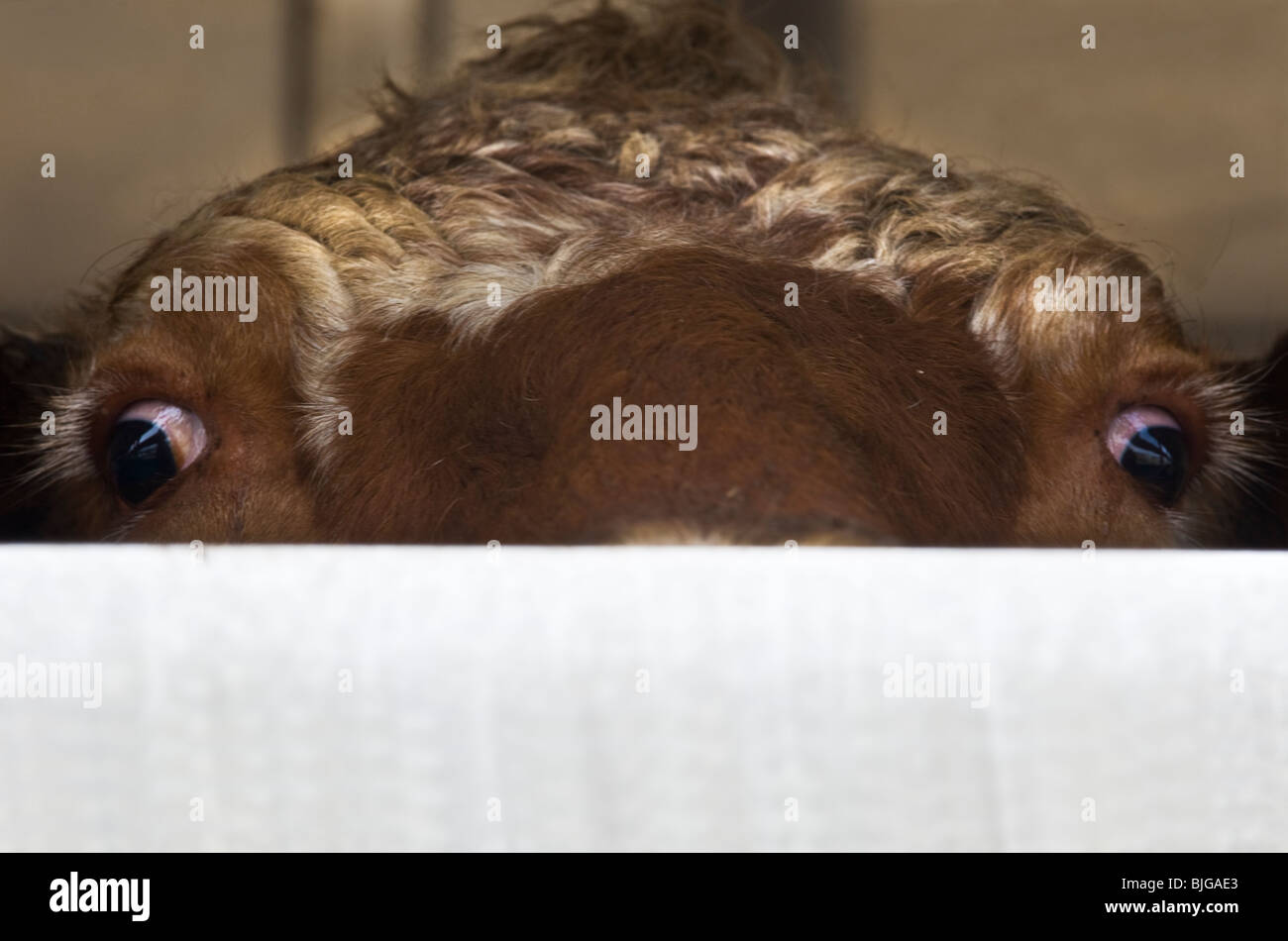 A domestic cow's eyes Stock Photo - Alamy