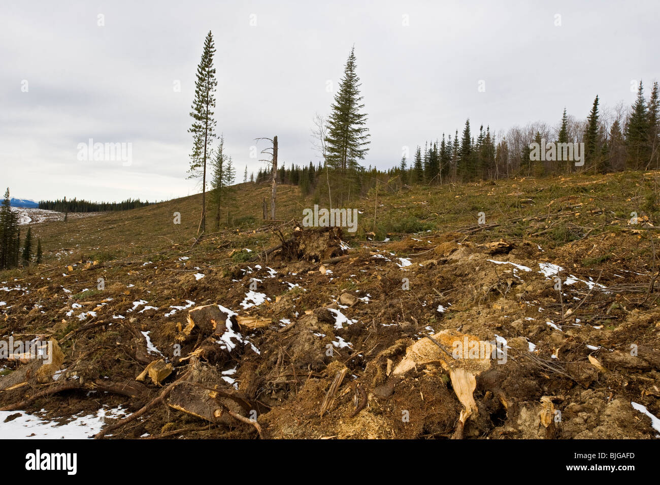 A harvested cut block of softwood trees Stock Photo - Alamy