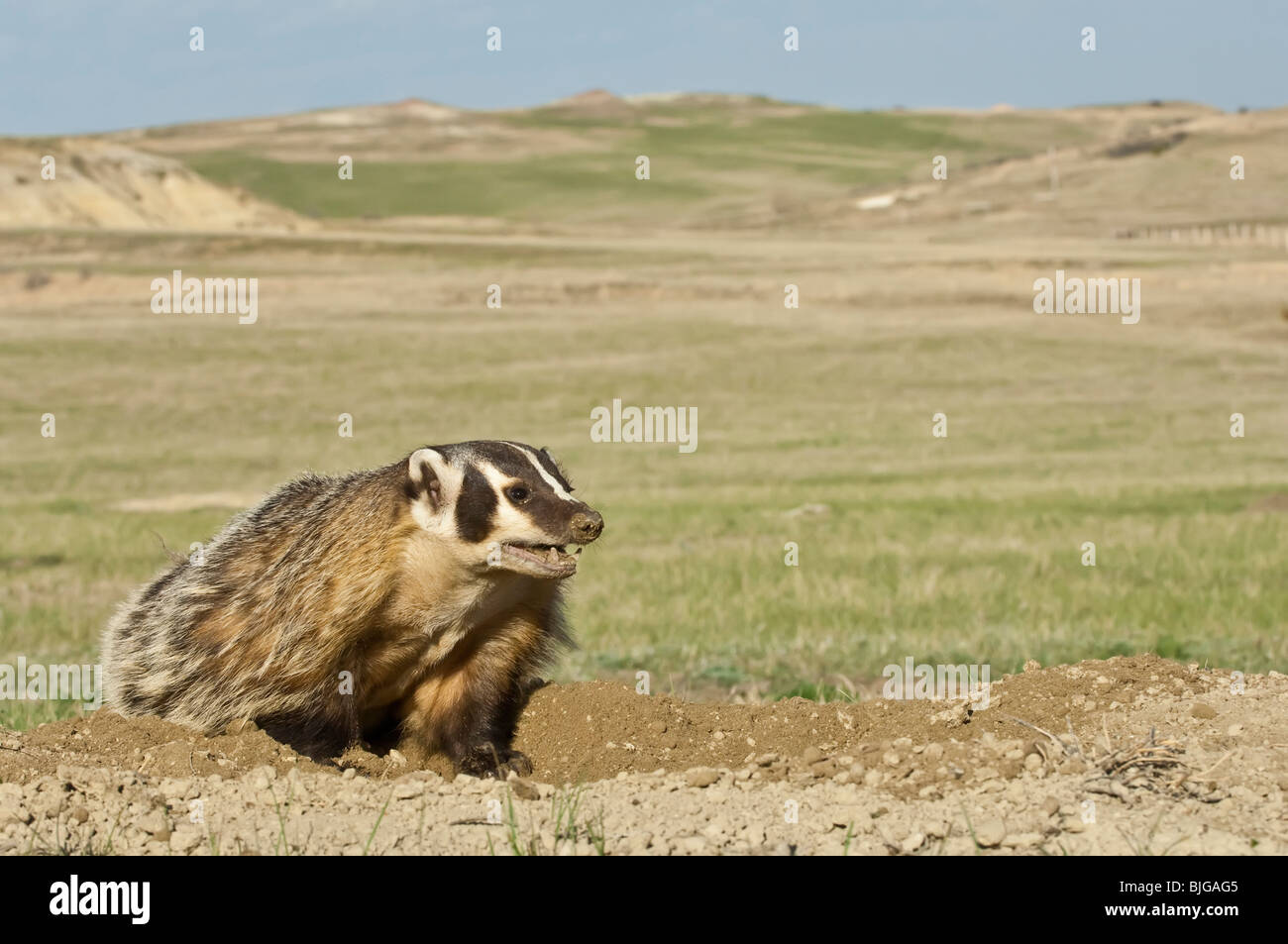 American badger hunting burrow hi-res stock photography and images - Alamy