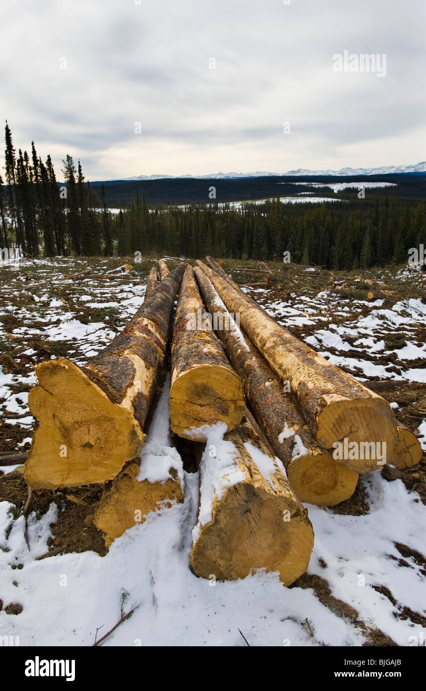 A vertical image of a pile of logs Stock Photo - Alamy