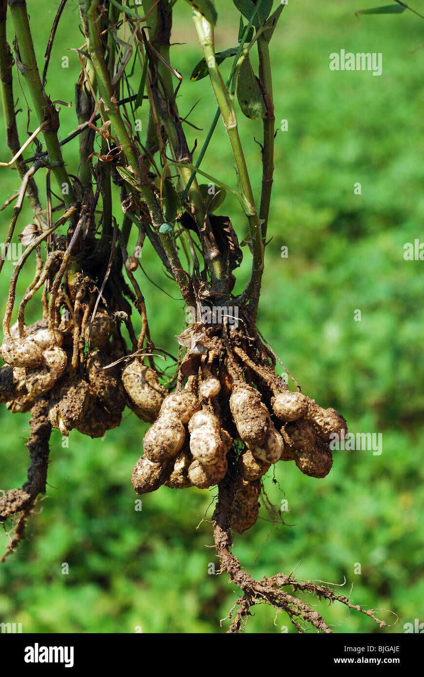 Ground nut hi-res stock photography and images - Alamy
