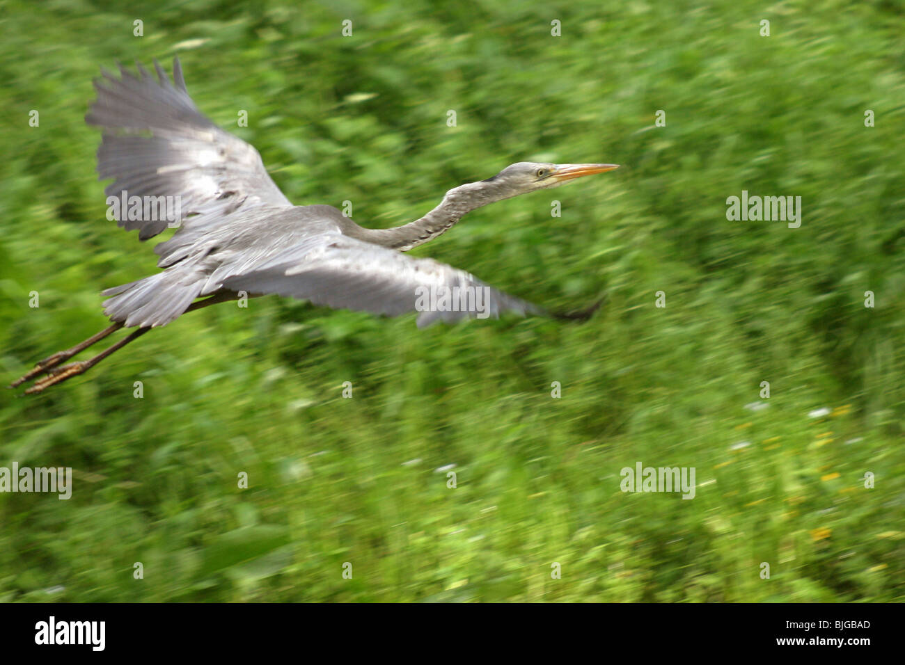 Grey heron in flight Stock Photo - Alamy