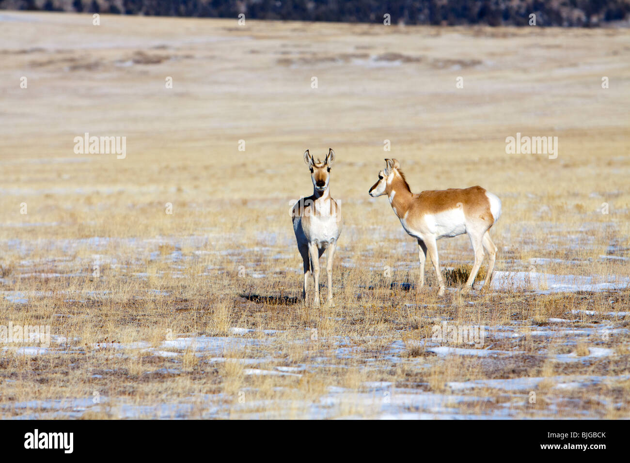 Two antelope in the Rocky Mountains, near Elevenmile State Park in ...