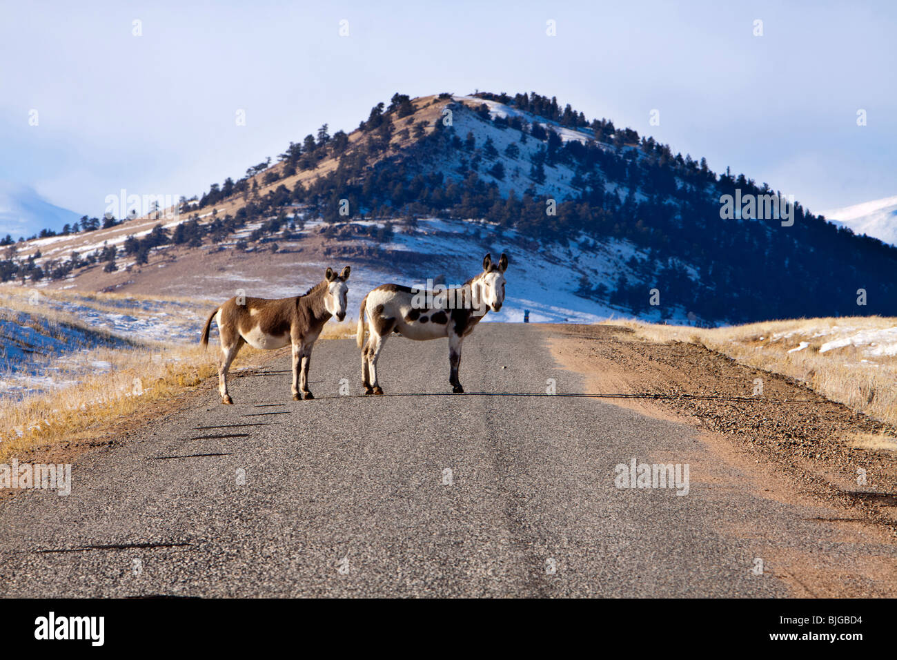 Two donkeys block the road in Elevenmile State Park, Colorado, USA ...
