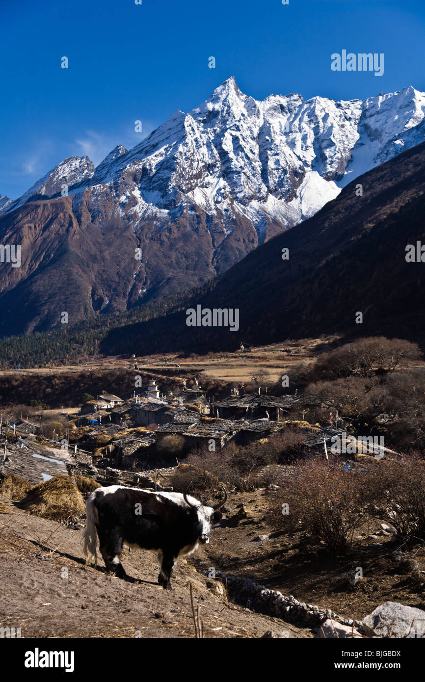 A YAK and HIMALAYAN PEAKS in the village of SAMAGAUN on the AROUND ...