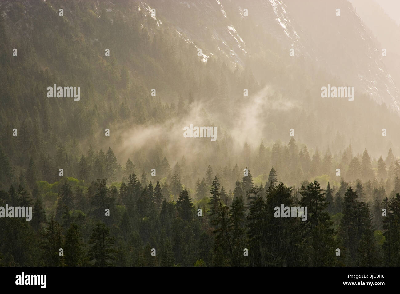mist rising over trees Stock Photo - Alamy
