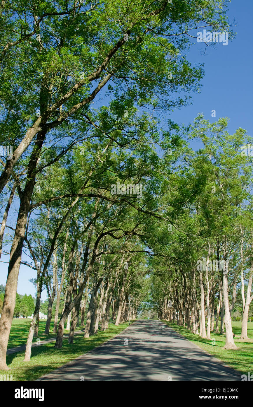 Trees lining a road leading far away Stock Photo - Alamy