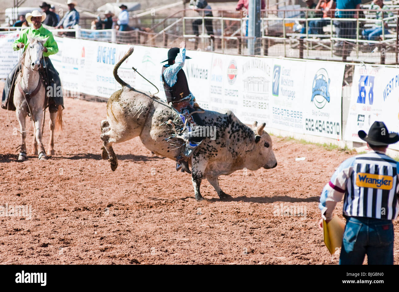 Brahma rodeo bulls hi-res stock photography and images - Alamy