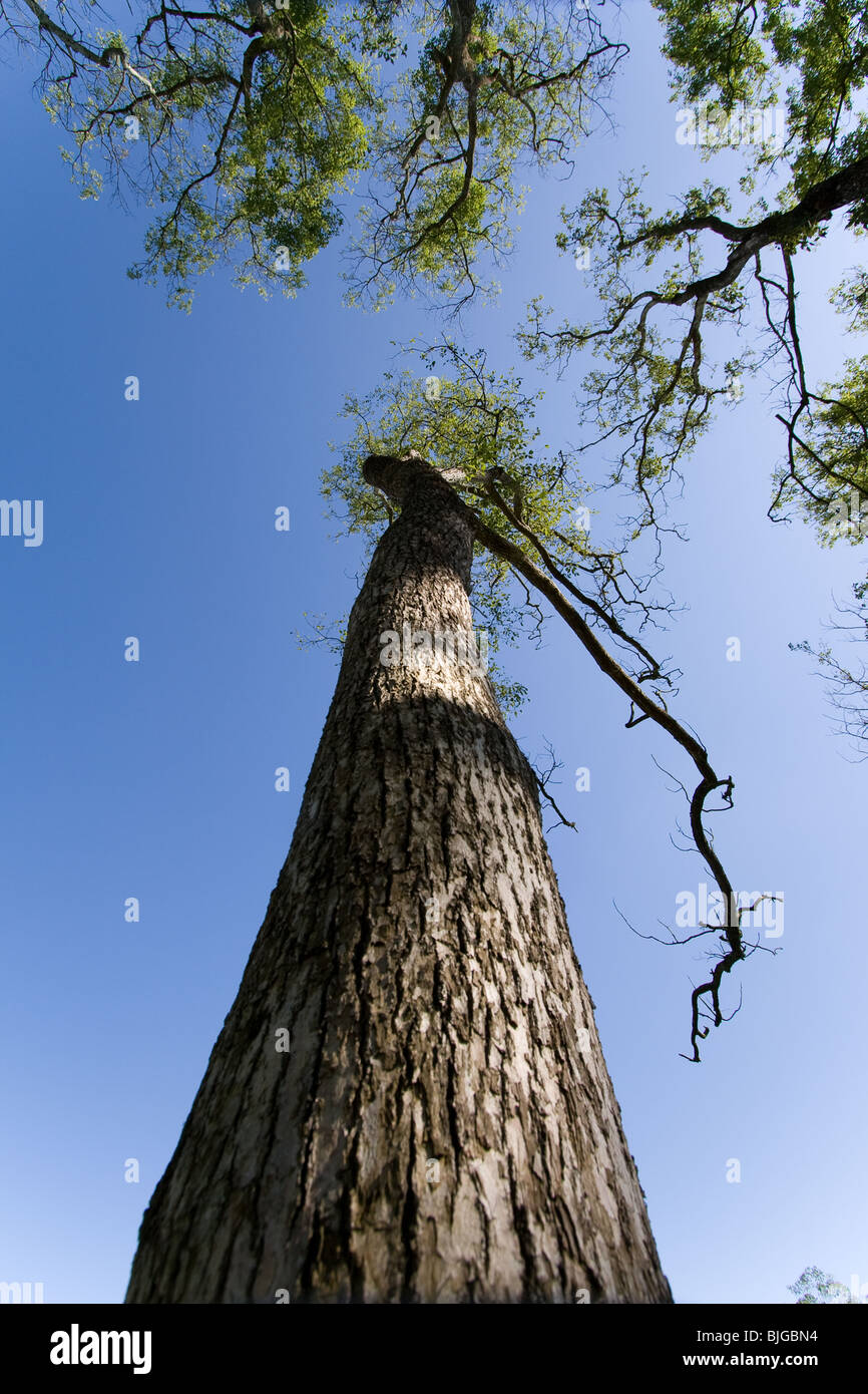 Strong and tall tree growing upwards Stock Photo - Alamy