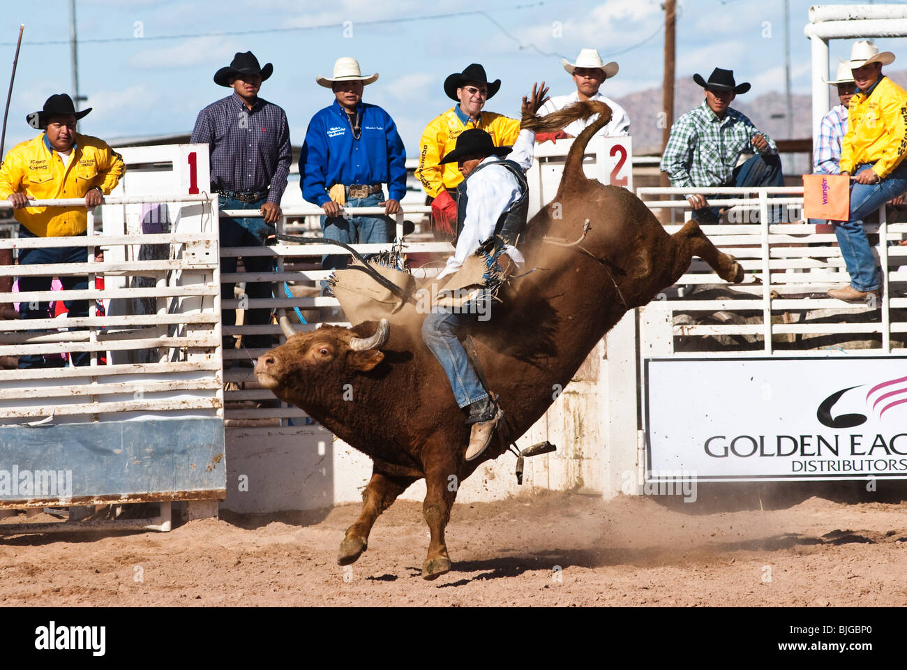 Cowboy riding bucking bull in rodeo High Resolution Stock Photography ...