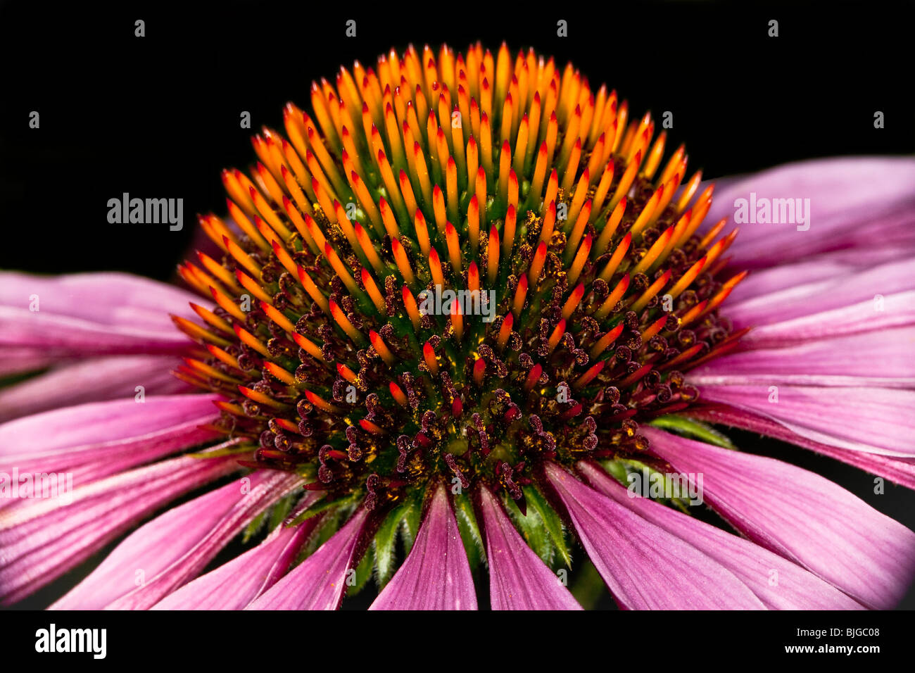 Echinacea hi-res stock photography and images - Alamy