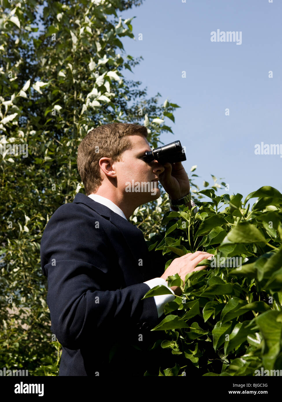 man looking over a hedge with binoculars Stock Photo - Alamy