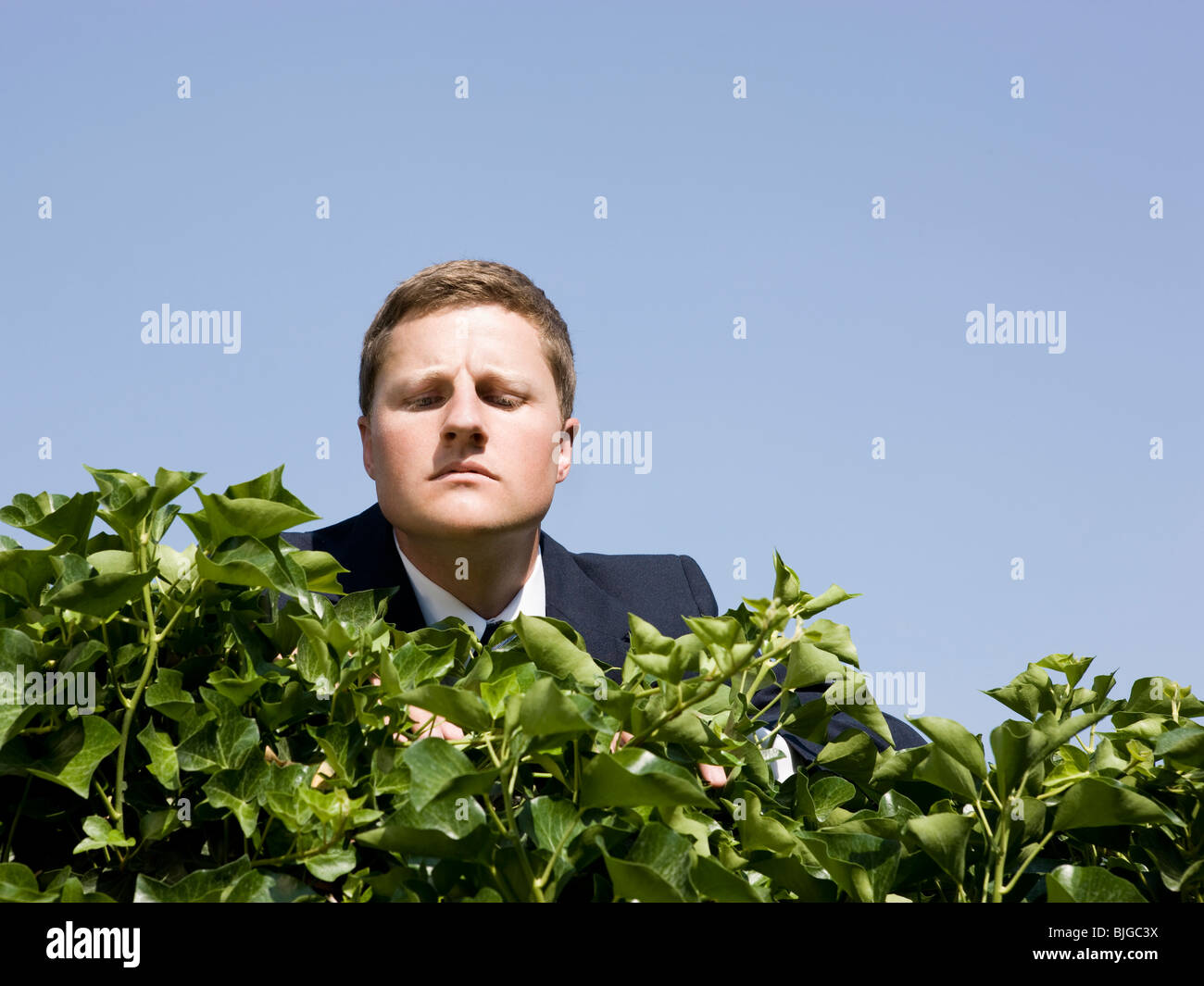man looking over a hedge Stock Photo - Alamy
