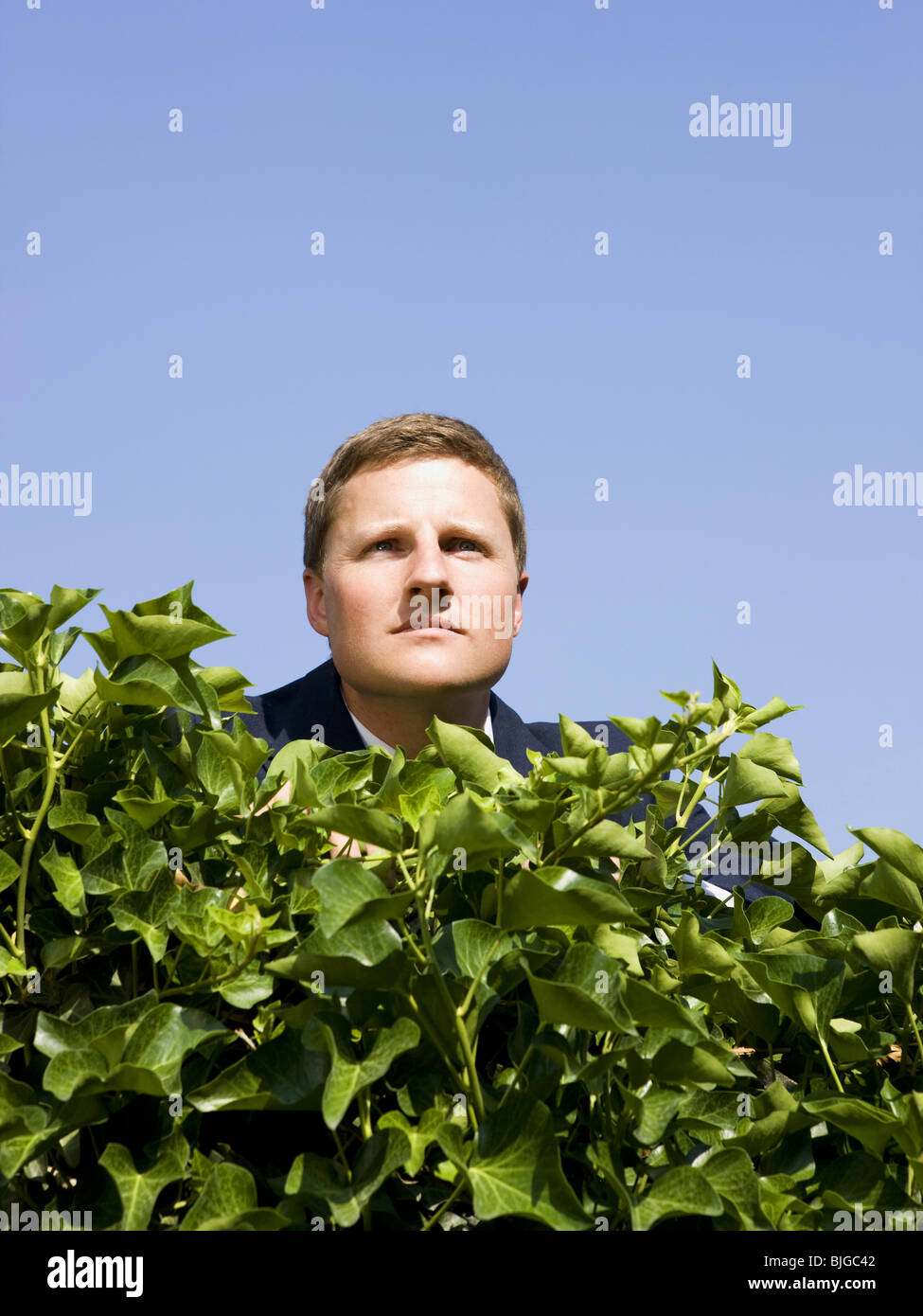 man looking over a hedge Stock Photo - Alamy