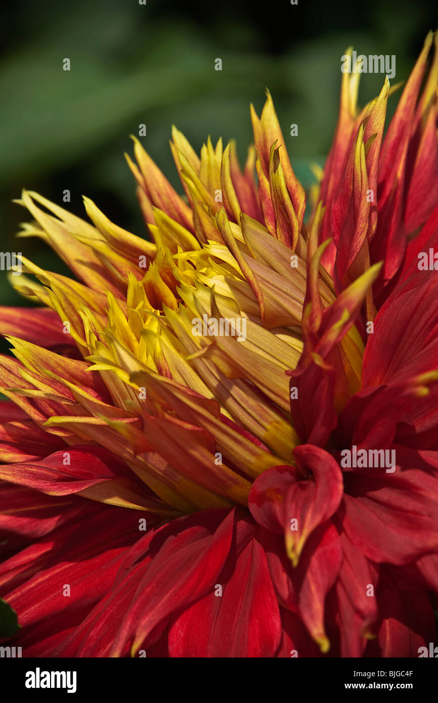 Flake flower hi-res stock photography and images - Alamy
