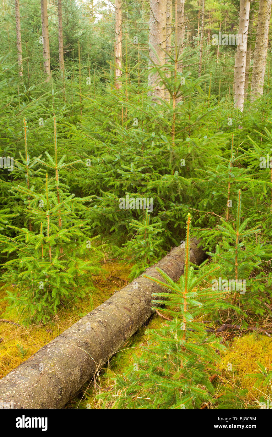 Kielder forest park hi-res stock photography and images - Alamy