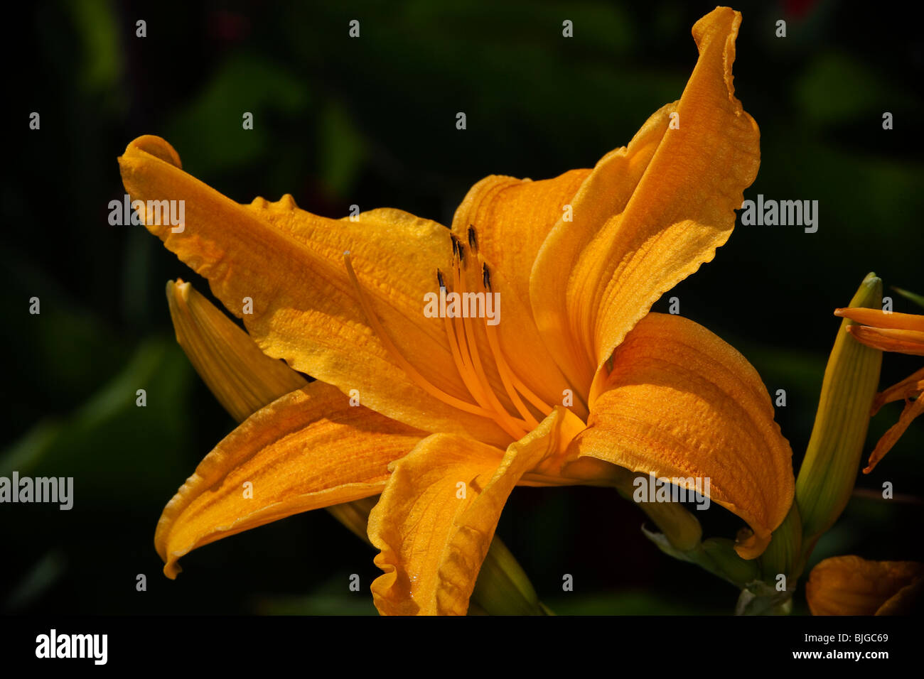 Yellow lily flower Stock Photo - Alamy