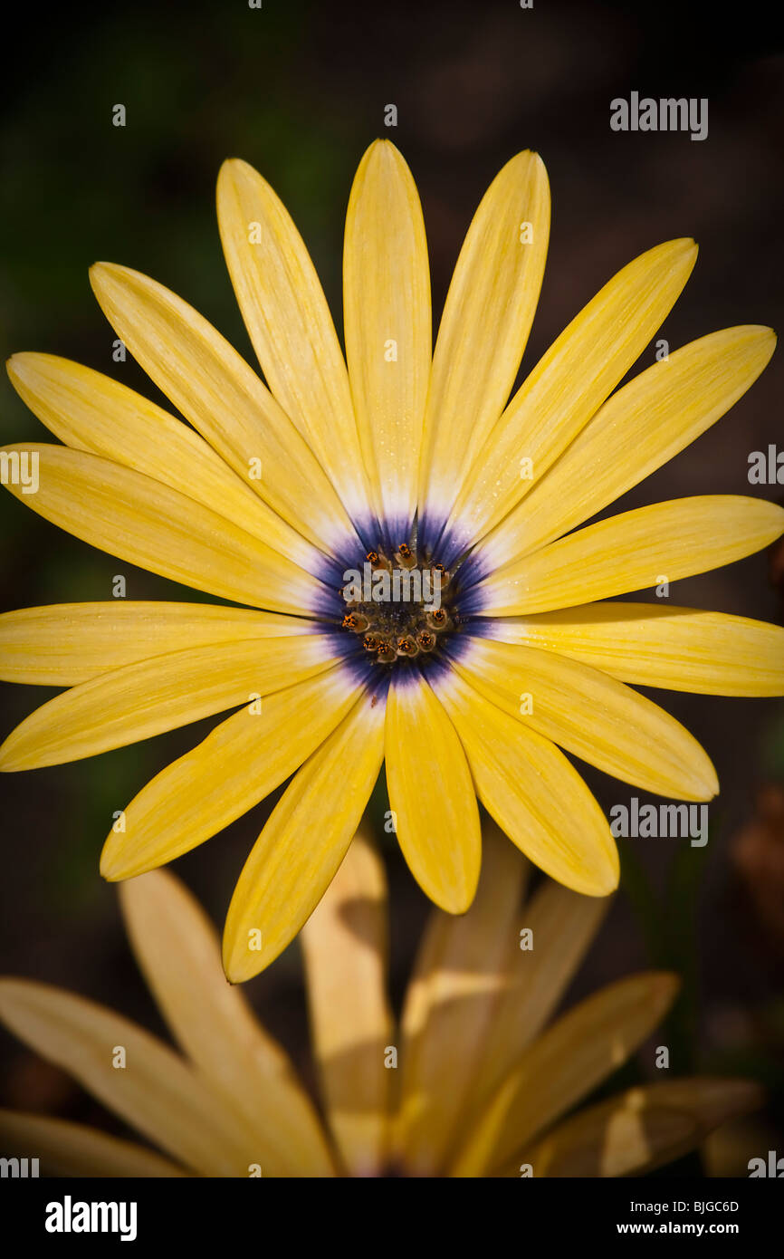 Flake flower hi-res stock photography and images - Alamy