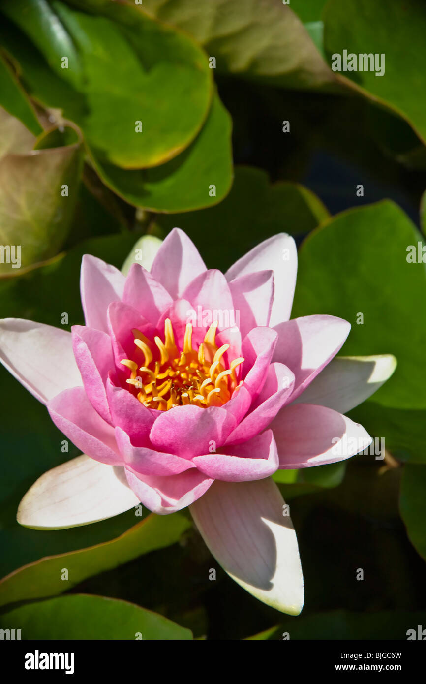 Water lily hi-res stock photography and images - Alamy