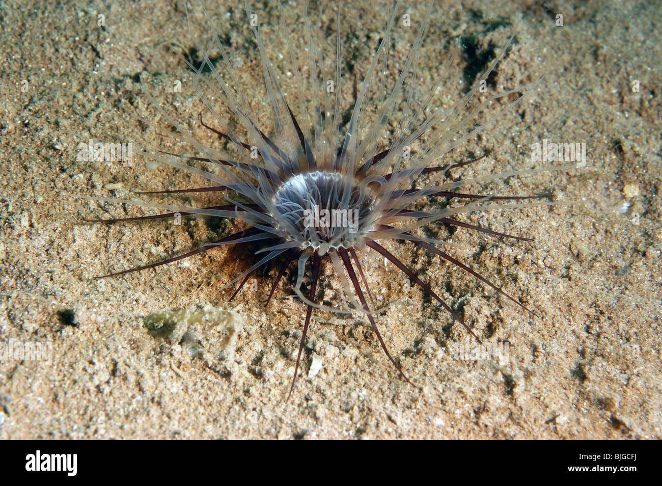 Burrowing anemone,Cerianthus lloydii,on muddy seabed,Torbay,july 2009 ...