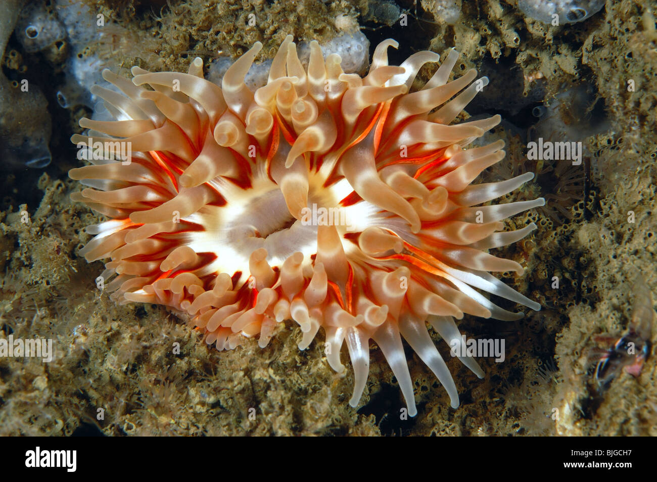 Dahlia anemone,Urticina felina,rocky reef, portland dorset Stock Photo ...