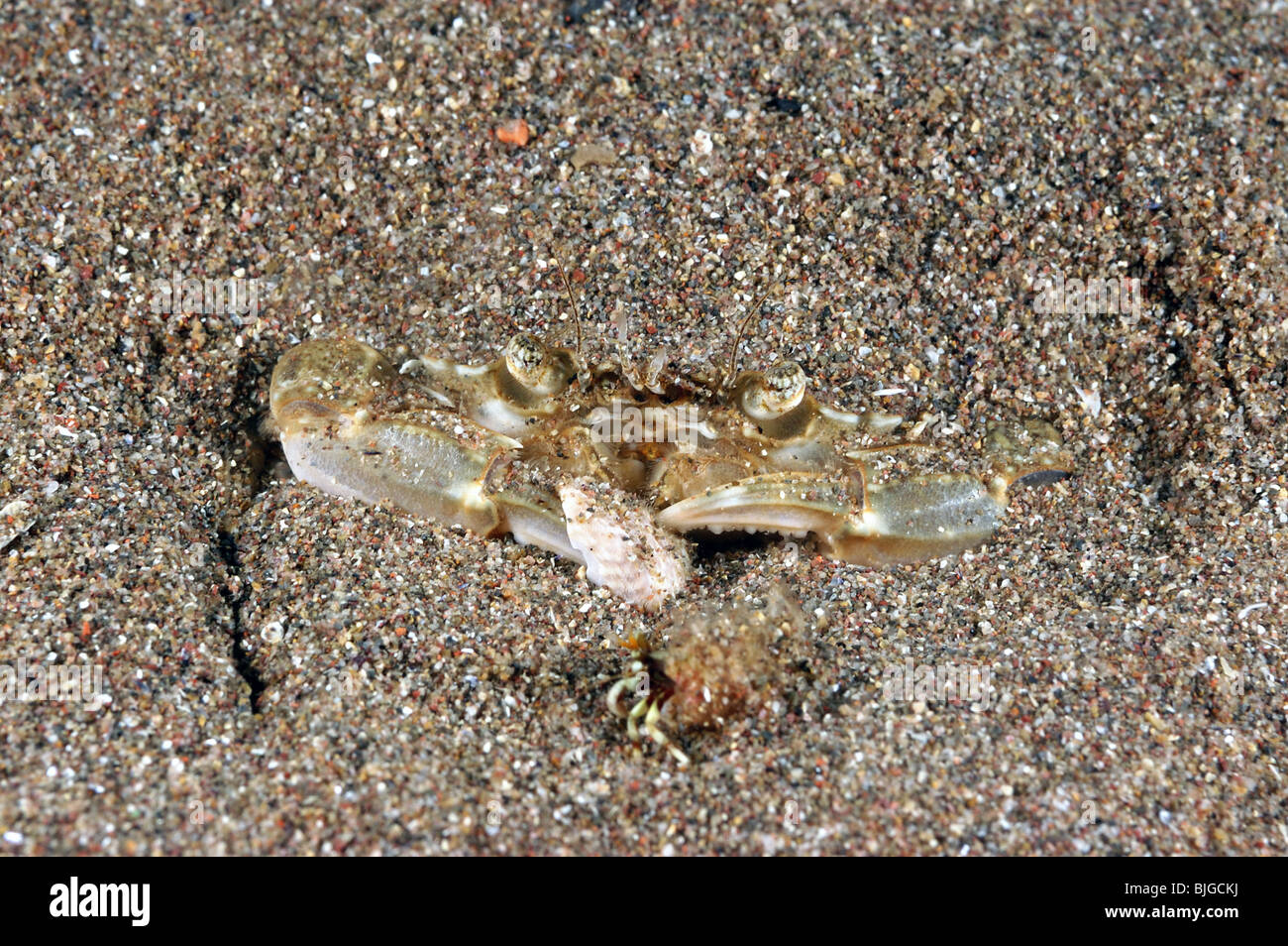 Harbour crab hi-res stock photography and images - Alamy