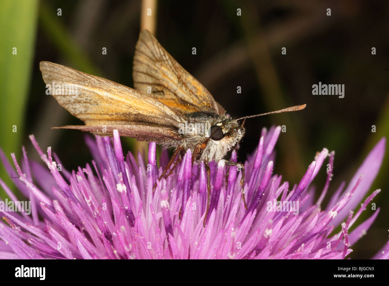 Moth,Lulworth skipper,Thymelicus acteon,feeding on nodding thistle ...