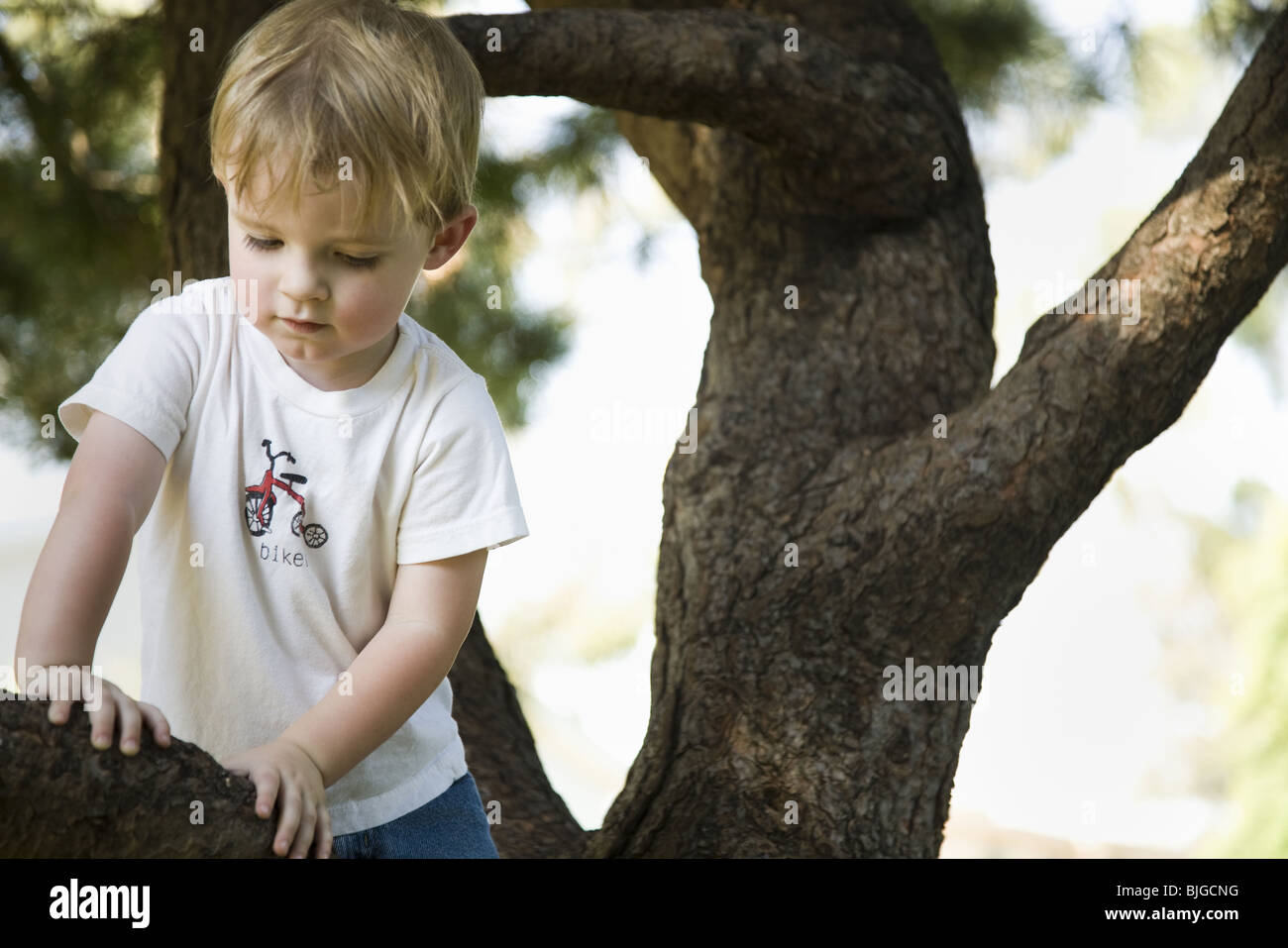 little boy climbing a tree Stock Photo - Alamy