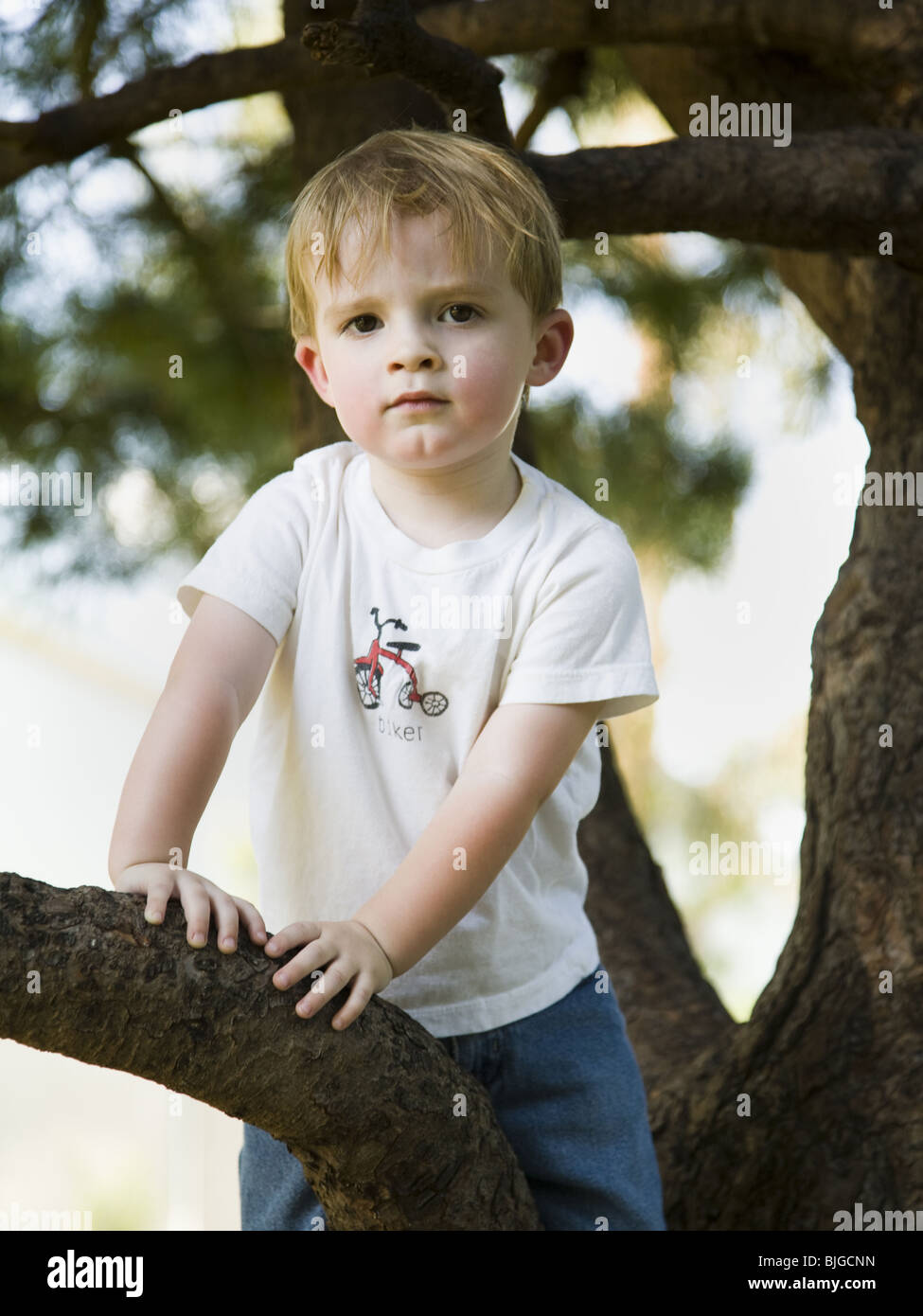 little boy climbing a tree Stock Photo - Alamy