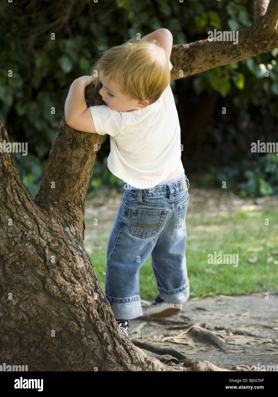 little boy climbing a tree Stock Photo - Alamy