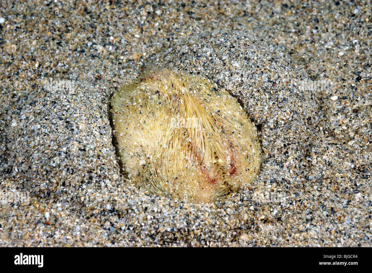 Sea potato,heart urchin,Echinocardium cordatum,burrowing in sand ...