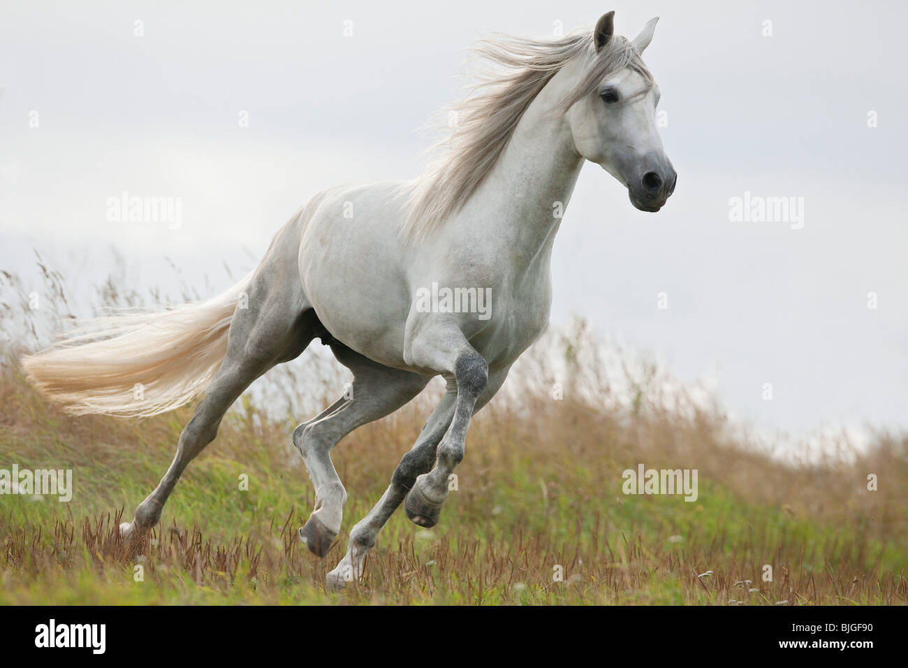 Galloping animals hi-res stock photography and images - Alamy