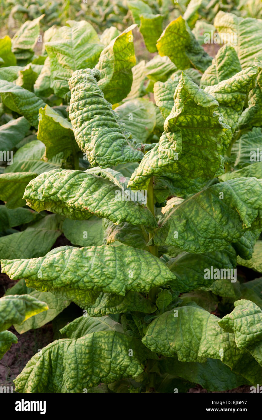 Tobacco plant hi-res stock photography and images - Alamy