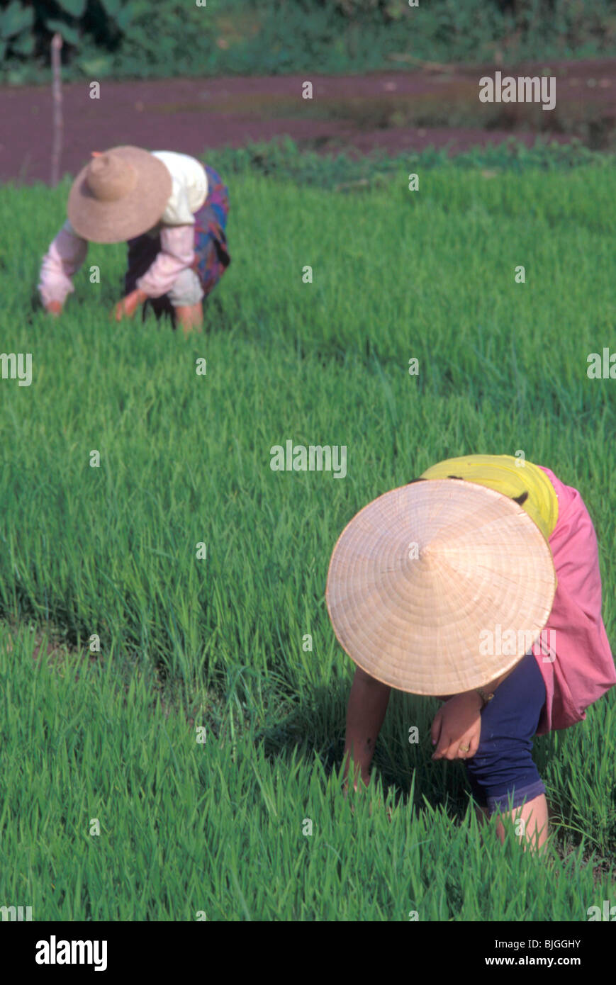 CHINA HARVESTING RICE IN THE PADDY FIELDS YUNNAN PROVINCE Photo © Julio ...