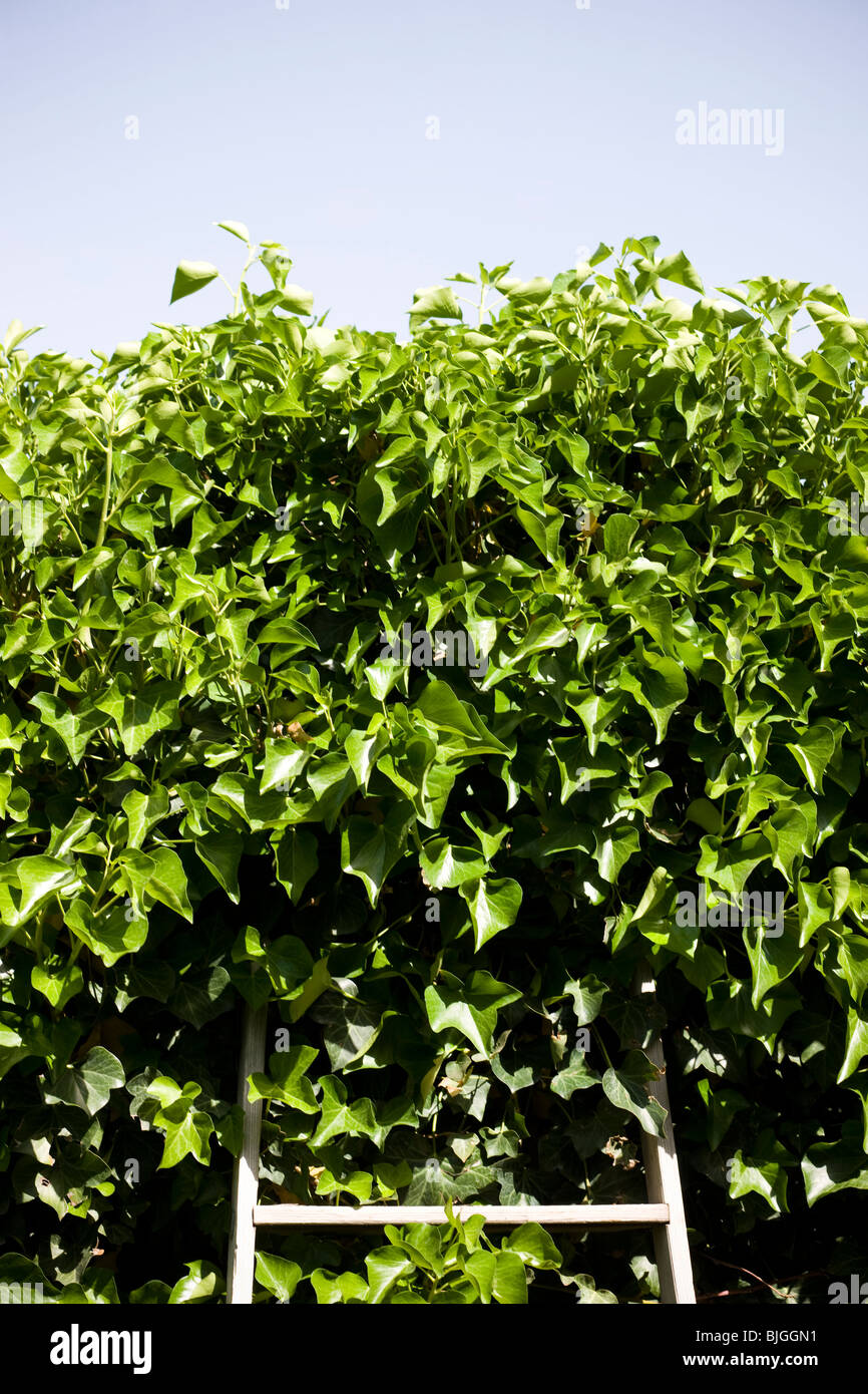 ladder against a hedge Stock Photo - Alamy