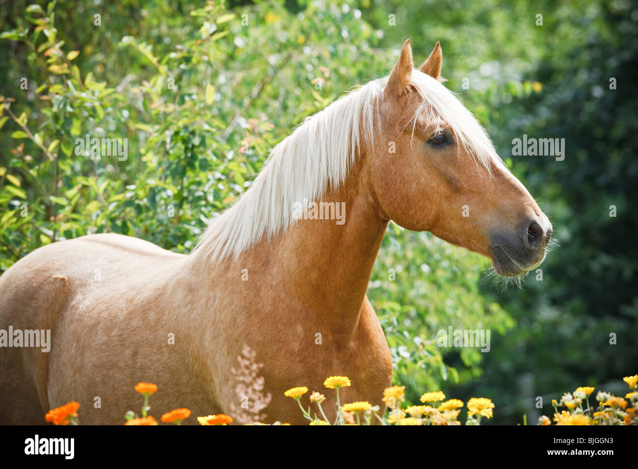 Azteca horse standing Stock Photo - Alamy