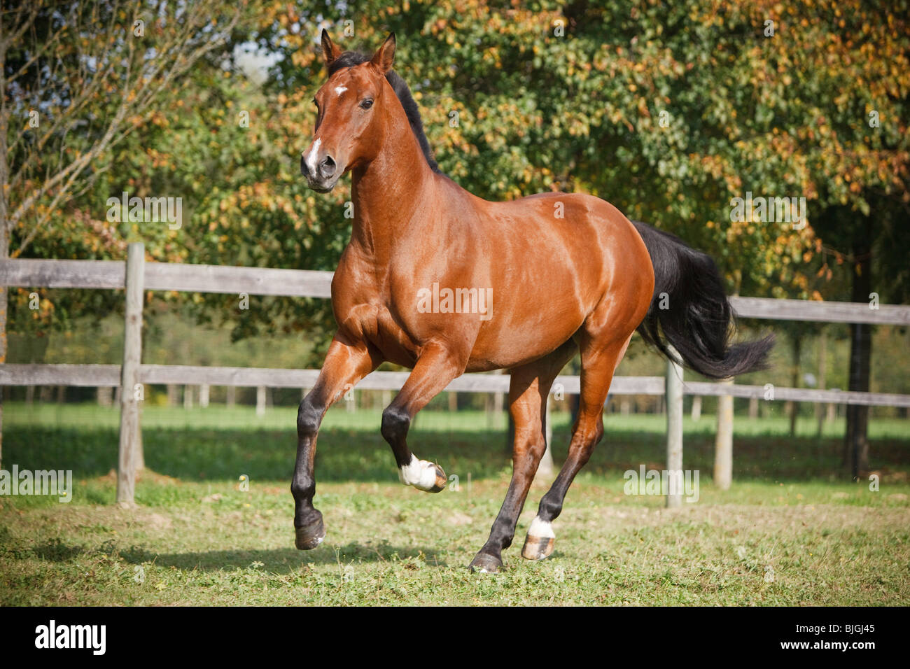 Hungarian horse hi-res stock photography and images - Alamy