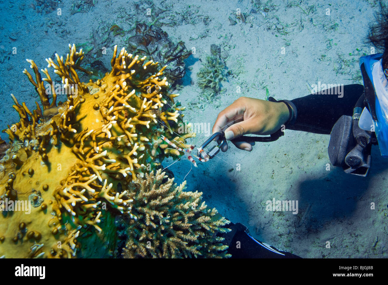 Aggravate Vs Exacerbate What39s The Difference