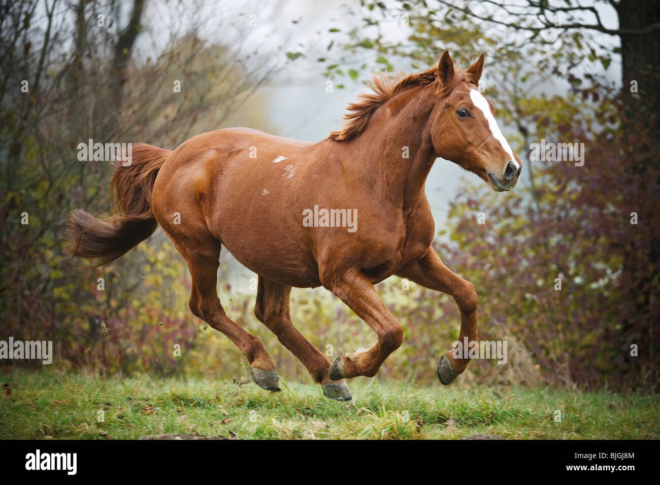 Hungarian horse hi-res stock photography and images - Alamy
