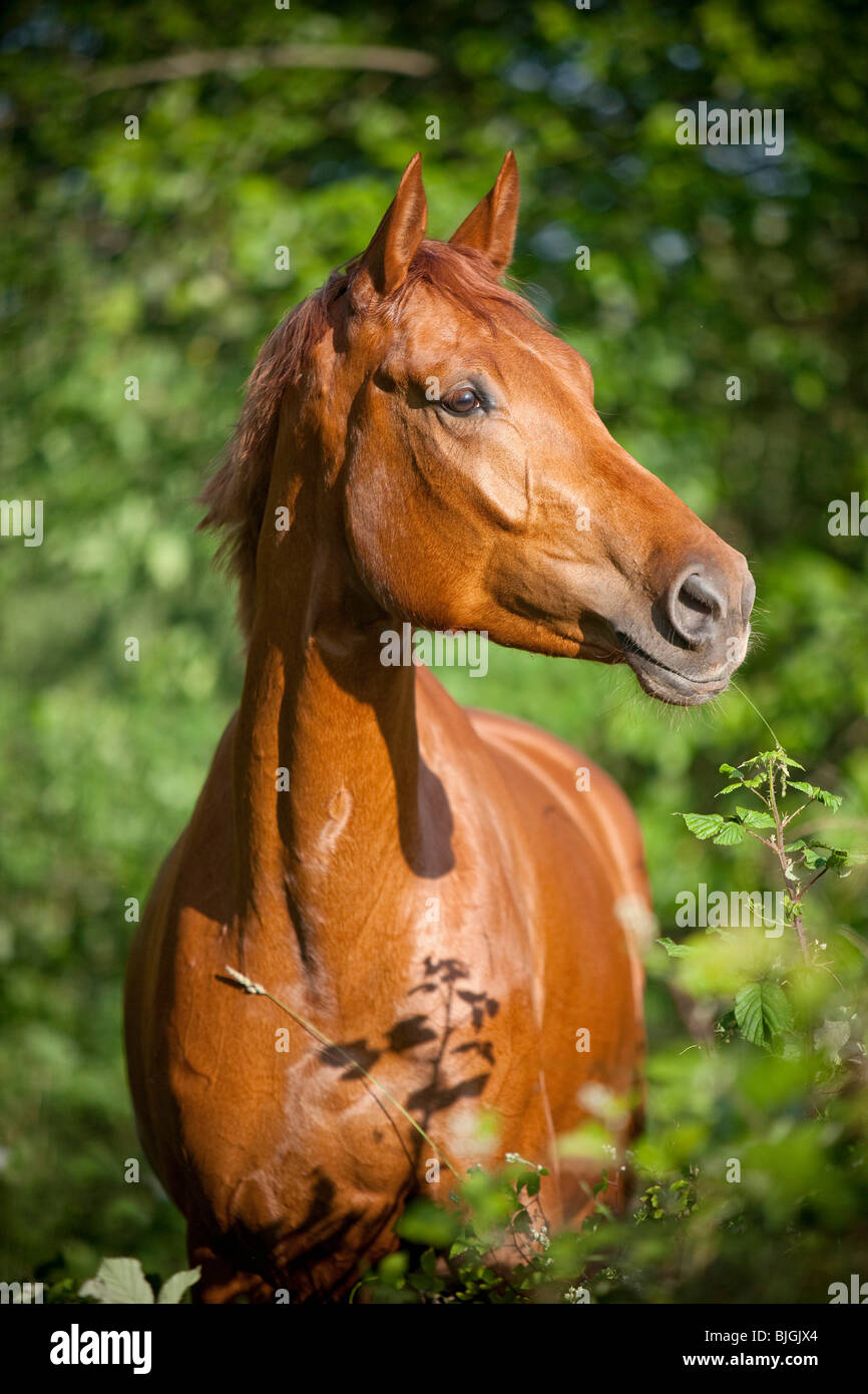 Westfalen horse hi-res stock photography and images - Alamy