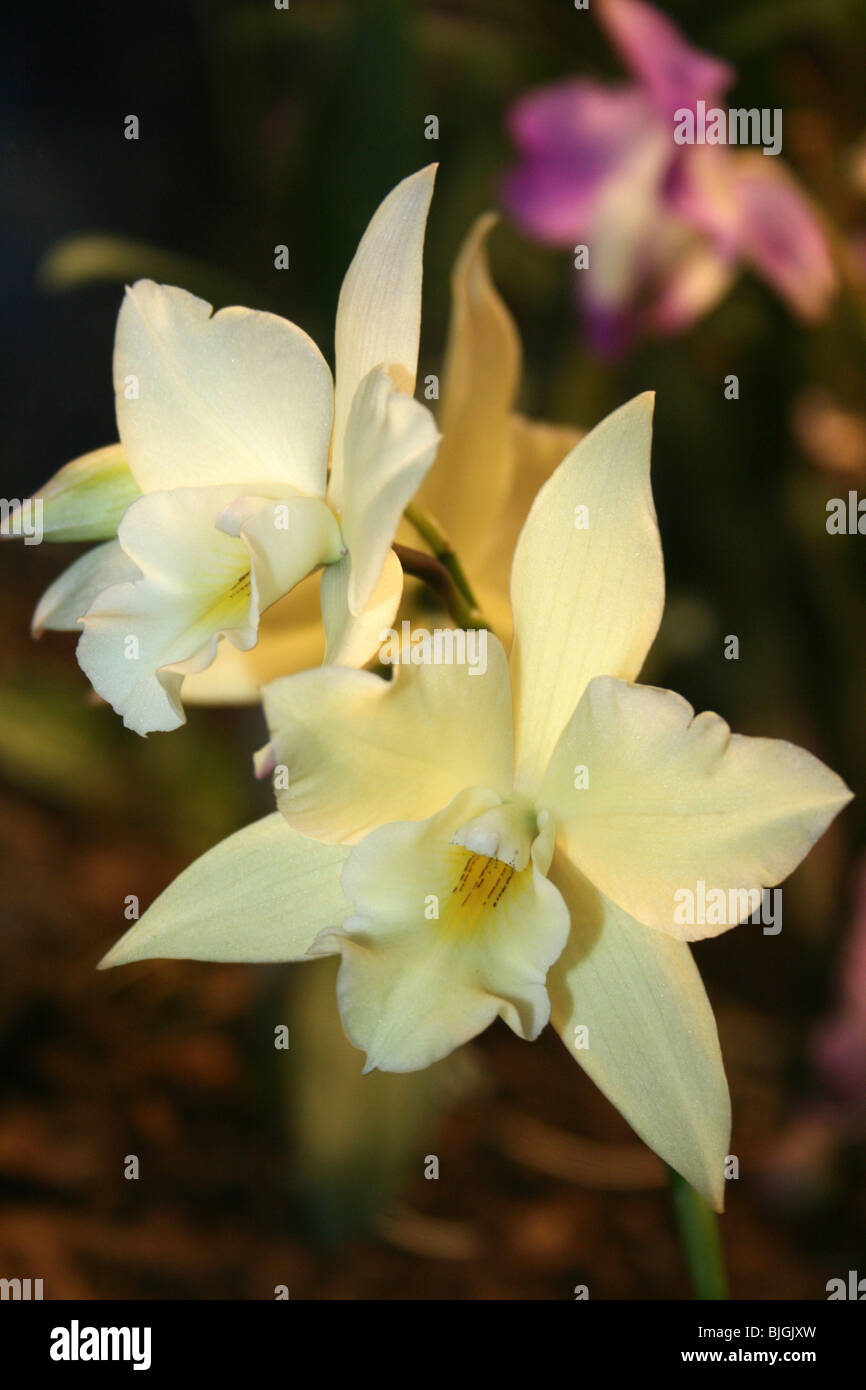 Orchid cream colored hi-res stock photography and images - Alamy