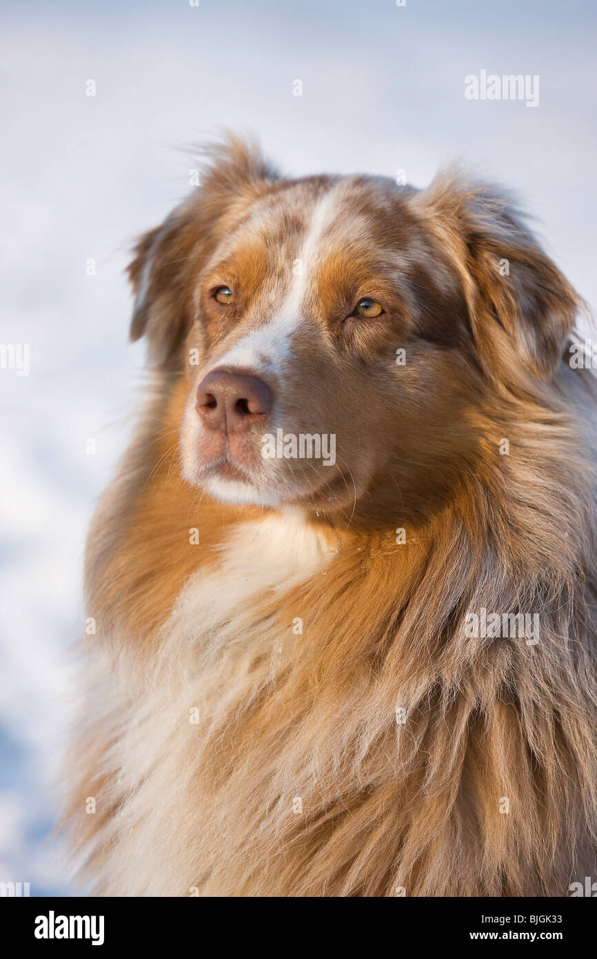 Australian Shepherd dog portrait Stock Photo - Alamy