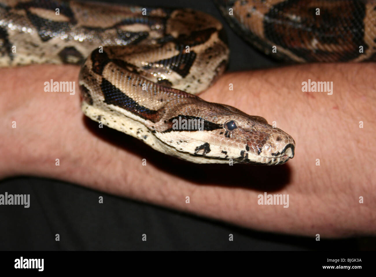 Museum Wildlife Presentation By Tropical Inc Showing Reticulated Python ...