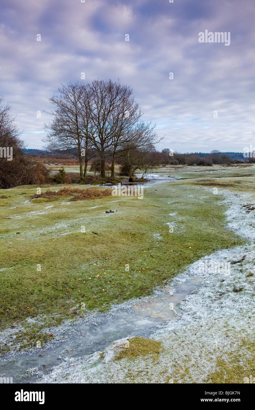 Brook new forest hi-res stock photography and images - Alamy